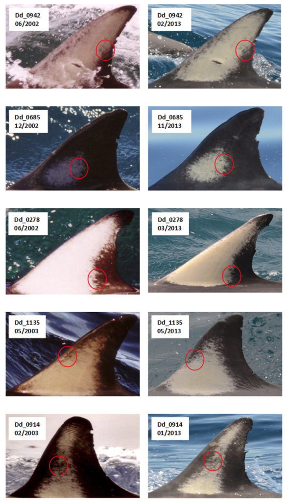 Fin ID Programme - Sounds Enhancement